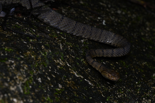Mao-lan pitviper (Protobothrops maolanensis) - Snakes and Lizards