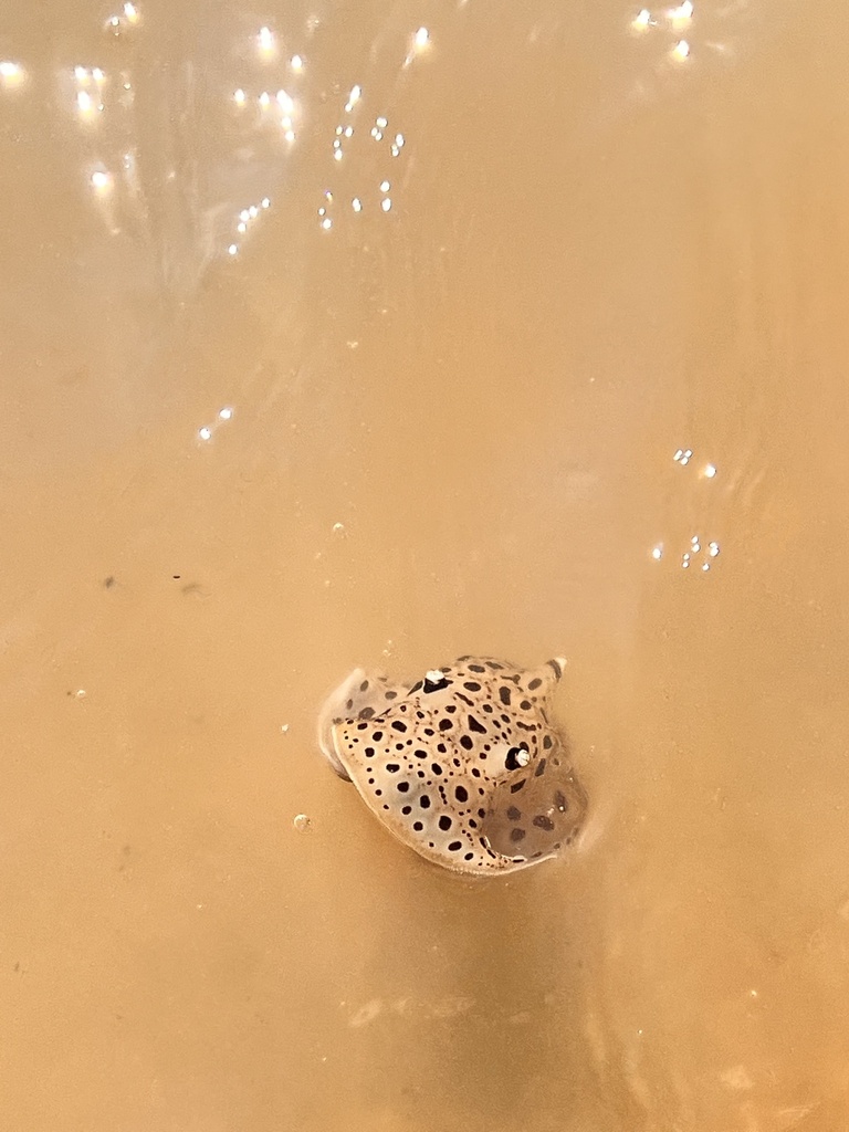 Moon-headed Sidegill Slug from Horseshoe Bay, Horseshoe Bay, QLD, AU on ...