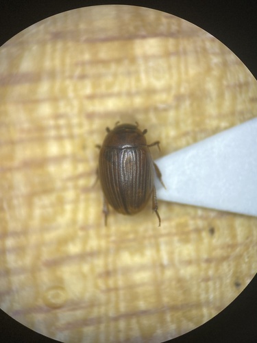 Cercyon setulosus · iNaturalist United Kingdom