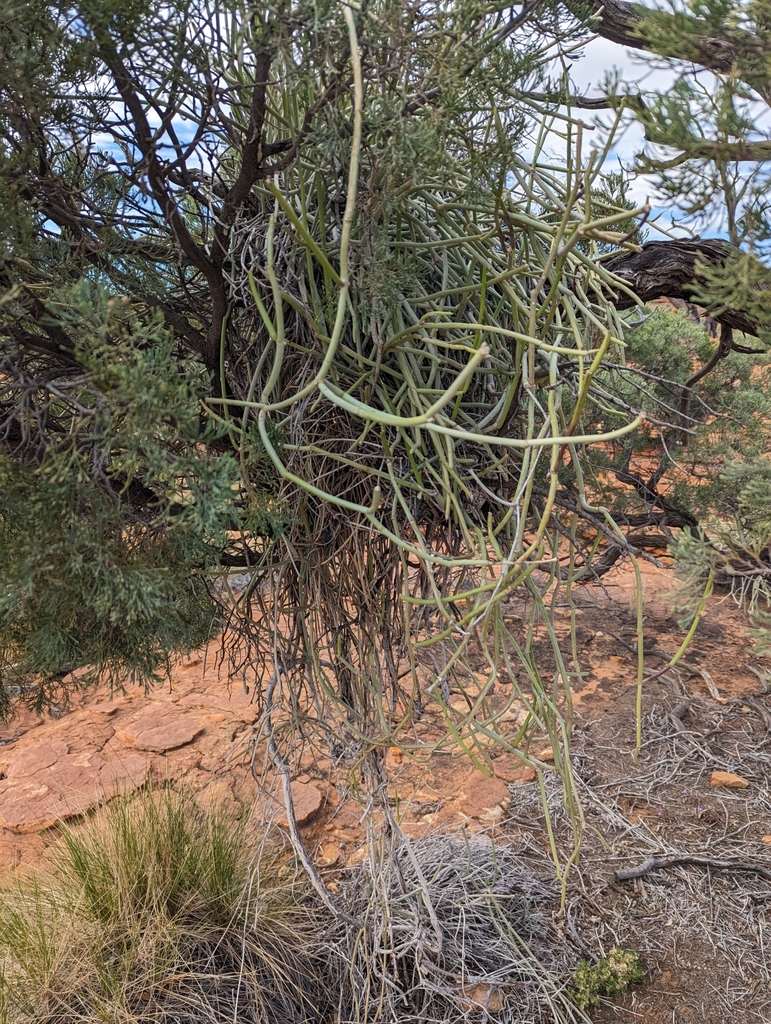 Caustic Vine from Watarrka, Petermann-Simpson, AU-NT, AU on August 1 ...