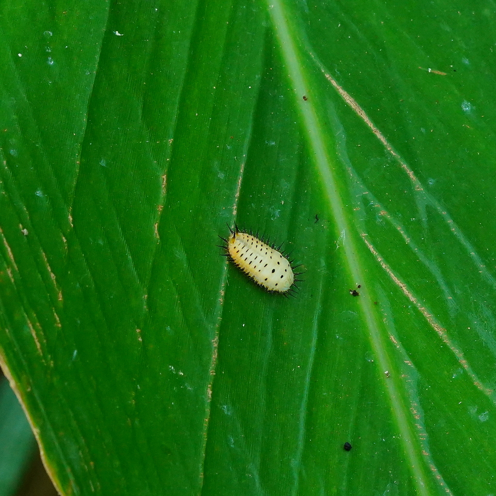 Asian Spotted Tortoise Beetle from 262台灣宜蘭縣湯圍 on July 22, 2023 at 07:46 ...