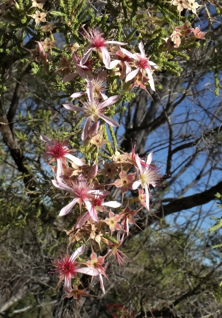 Turkey Bush from King Leopold Ranges WA 6728, Australia on July 10 ...