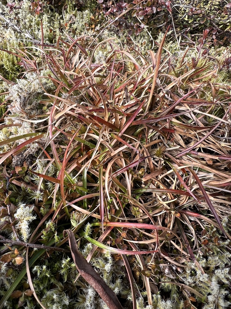 woodrushes from Pureora Forest Park, Pureora, Manawatū-Whanganui, NZ on ...