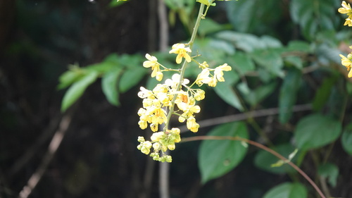 Senna quinquangulata · iNaturalist Mexico