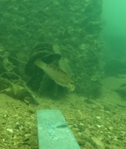 Ray-finned Fishes from Mackay QLD, Australia on October 17, 2022 at 05: ...