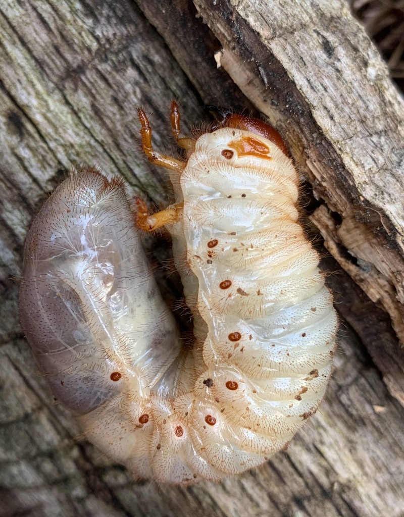 Trypoxylus dichotomus septentrionalis from 県民公園頼成の森、砺波市、富山県、JP on May 4 ...