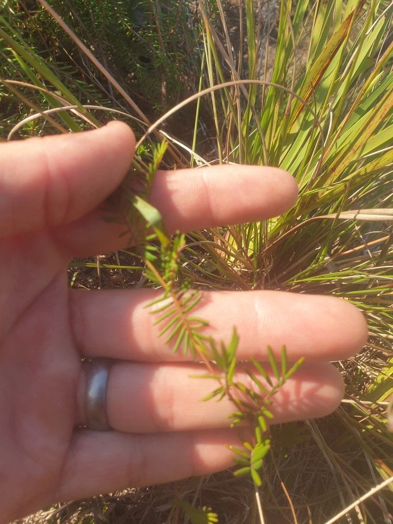 Pinnate Wedge Pea from Coffs Harbour NSW 2450, Australia on August 1, 2023 at 03:42 PM by Nick ...