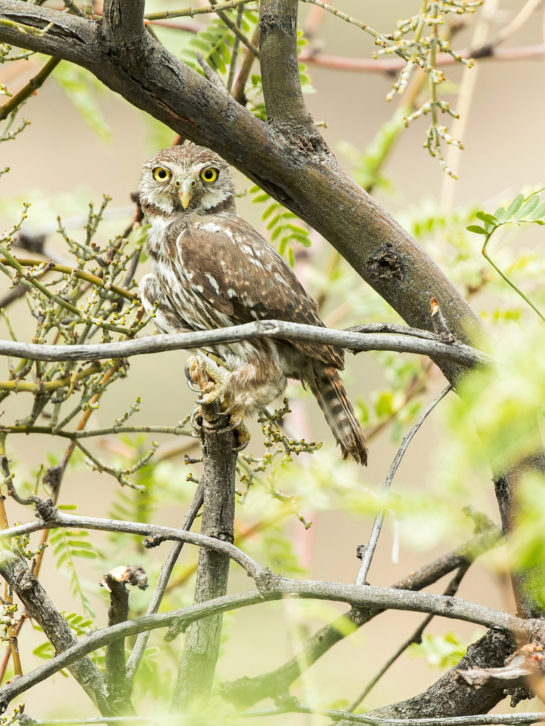 cactus ferruginous pygmy-owl in July 2023 by Connor Cochrane · iNaturalist