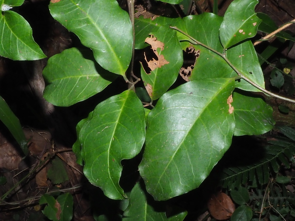 Embelia from Valla NSW 2448, Australia on July 30, 2023 at 01:38 PM by Nathanael Green · iNaturalist