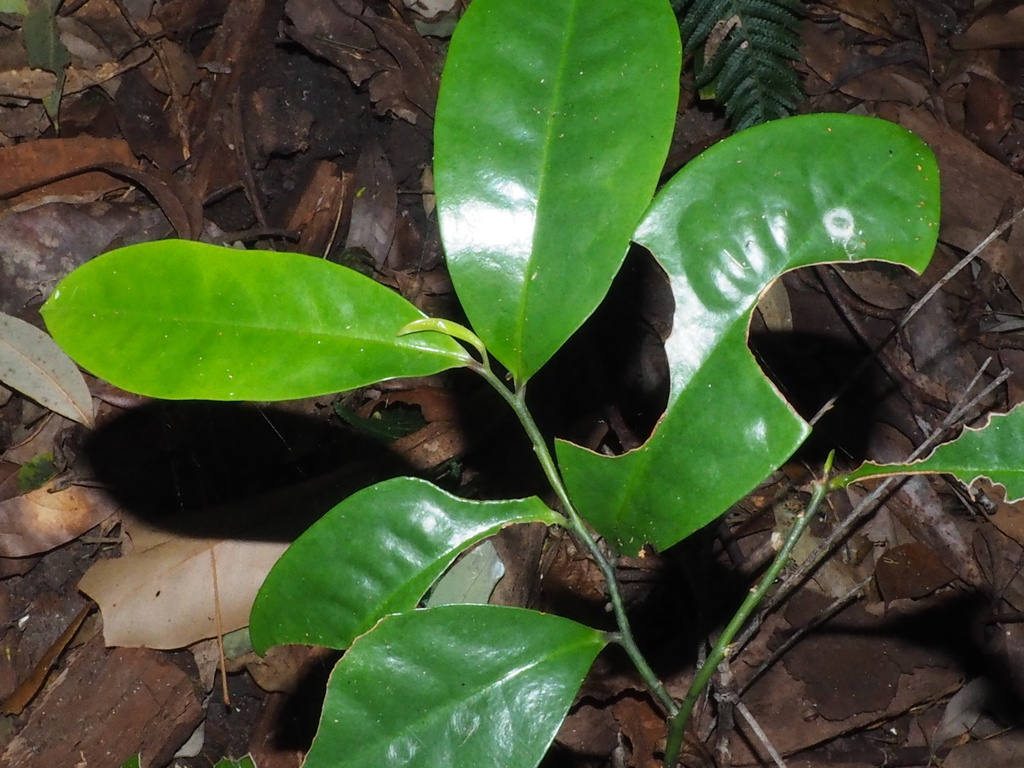 Bolwarra from Valla NSW 2448, Australia on July 30, 2023 at 01:40 PM by Nathanael Green ...