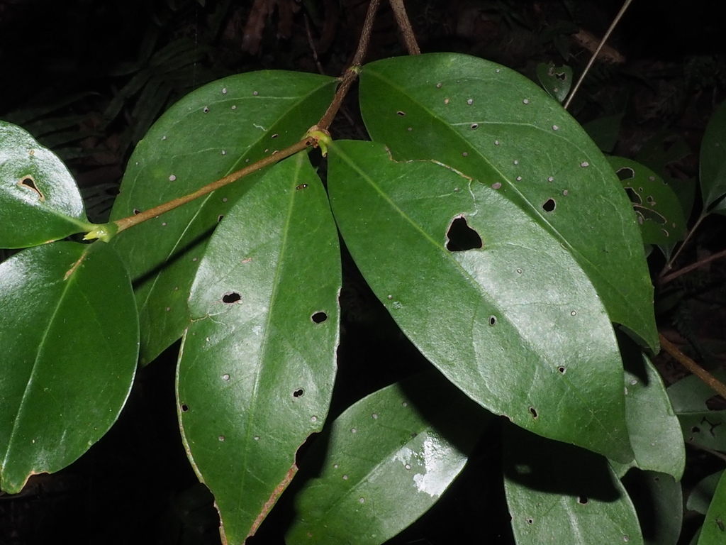 brush canthium from Valla NSW 2448, Australia on July 30, 2023 at 01:51 PM by Nathanael Green ...