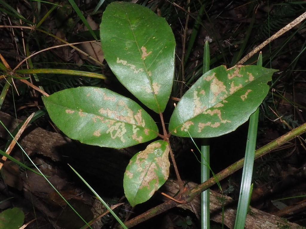 Five-Leaved Water Vine from Valla NSW 2448, Australia on July 30, 2023 at 01:52 PM by Nathanael ...
