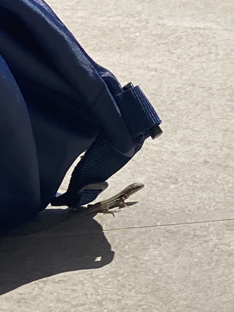 Ionian Wall Lizard from Zakynthos, Arkadii, Ionian Islands, GR on ...