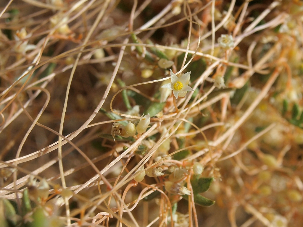 Desert Dodder from Inyo County, CA, USA on June 12, 2023 at 07:26 AM by ...