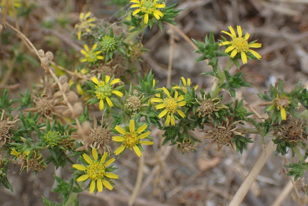 smooth tarplant in July 2023 by nathantay · iNaturalist