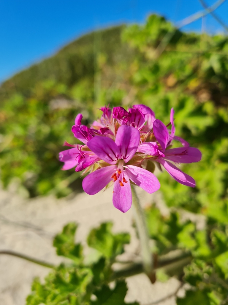 rose-scented geranium from False Bay Nature Reserve - Zandwolf section ...