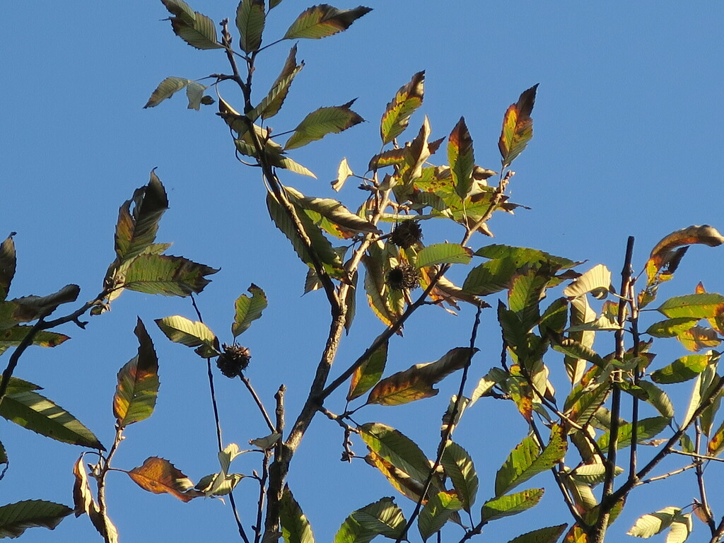Chinese cork oak from 台灣桃園市 on December 22, 2017 at 04:03 PM by ...