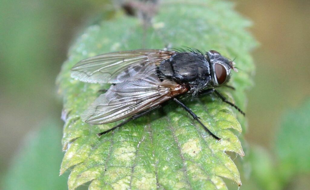 Bot Flies, Blow Flies, and Allies from Netherton, Dudley, UK on 01 ...