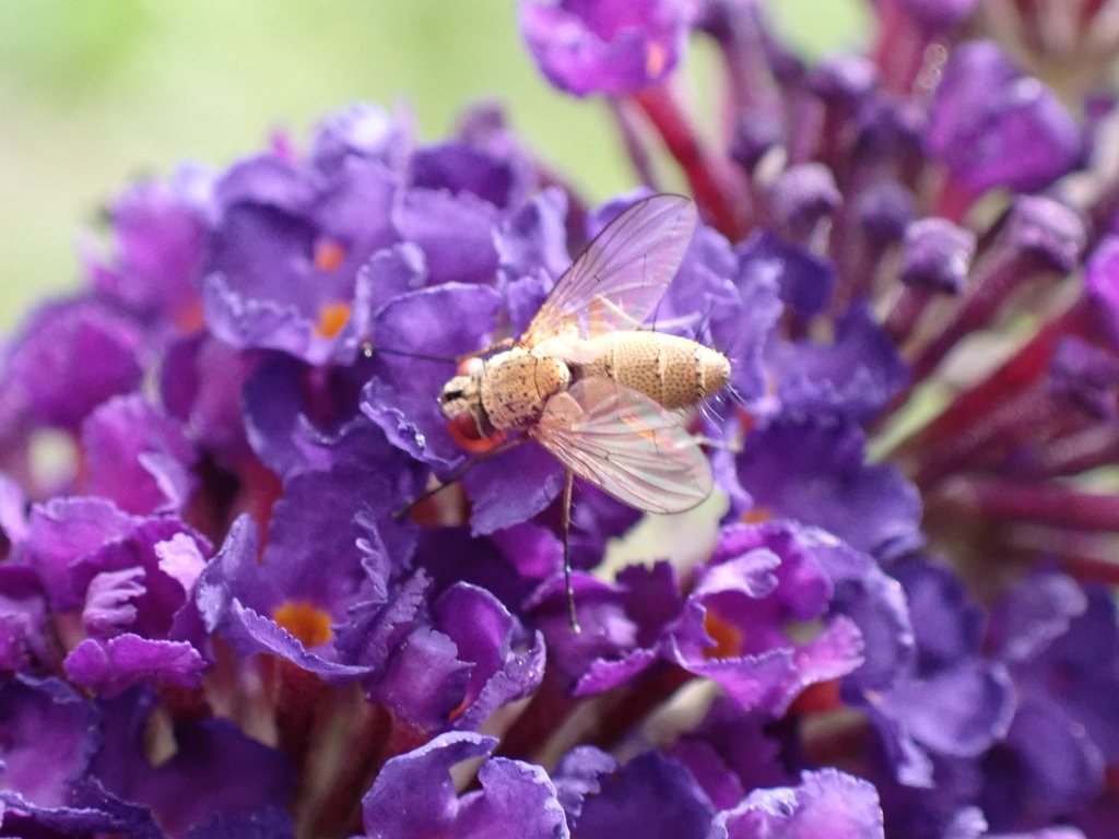 Solieria in August 2023 by Nicolás Tamargo · iNaturalist