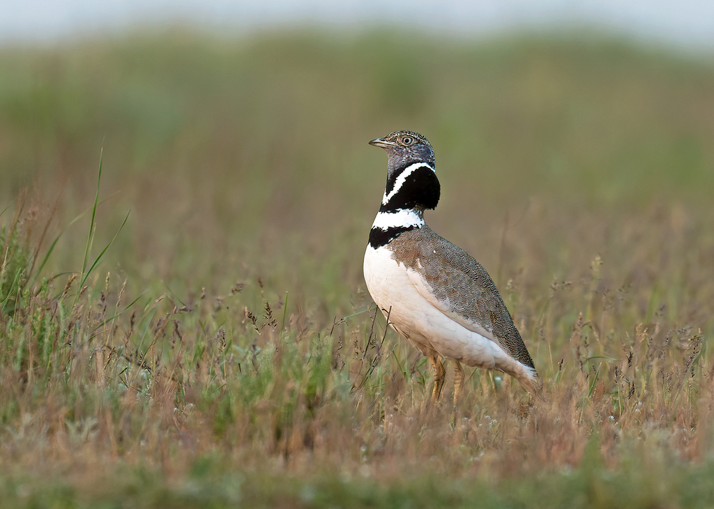Little Bustard in April 2023 by Геннадий · iNaturalist
