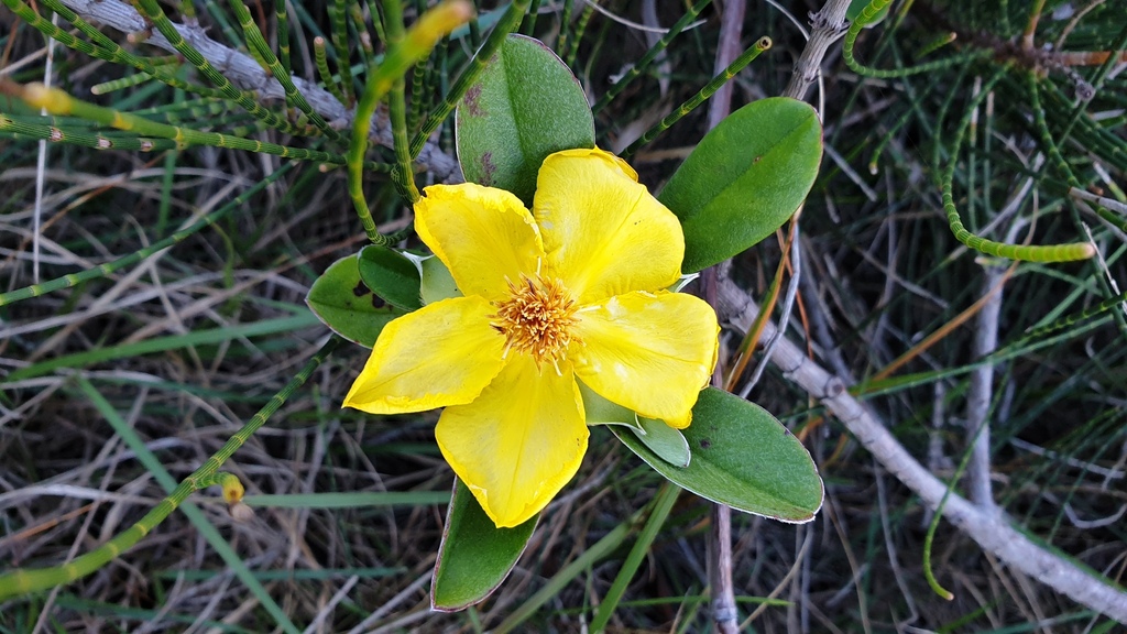 Climbing Guinea flower from Sunshine Coast QLD, Australia on July 21 ...