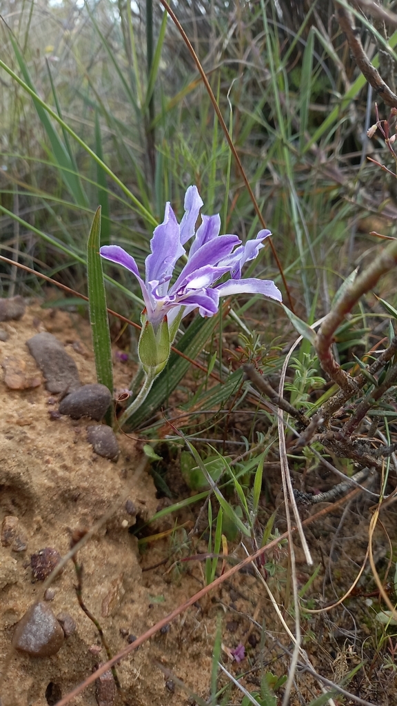 Baboon Root from Drakenstein Municipality, South Africa on July 31 ...