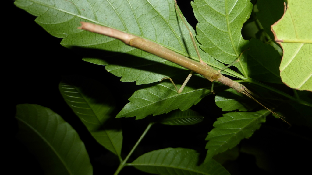 Tenerella from Islas de la Bahía, Honduras on August 30, 2018 at 06:15 ...