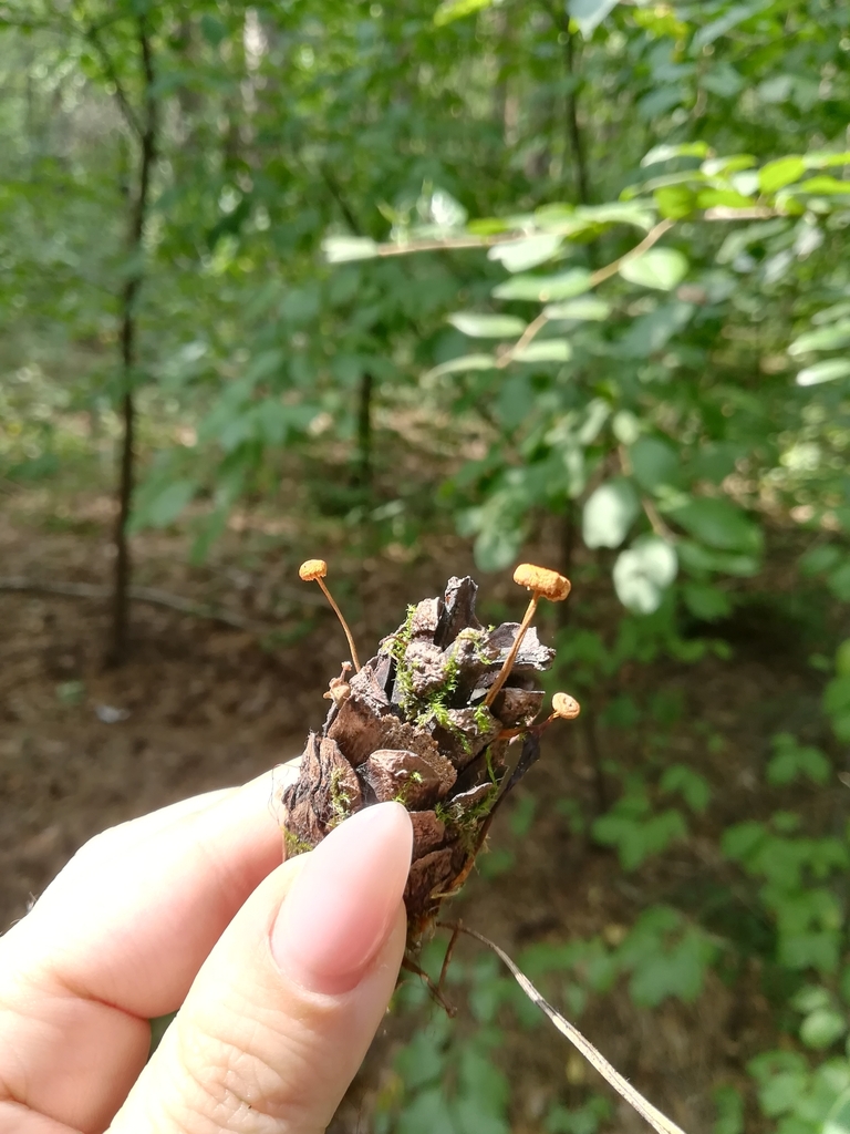 Pinewood Gingertail from Екатеринбург, Свердловская обл., Россия ...