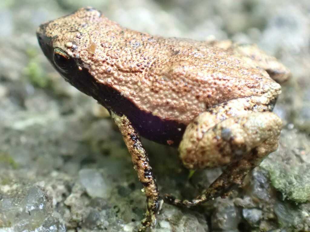 Gardiner's Seychelles Frog in July 2023 by lnelsonuksyc · iNaturalist