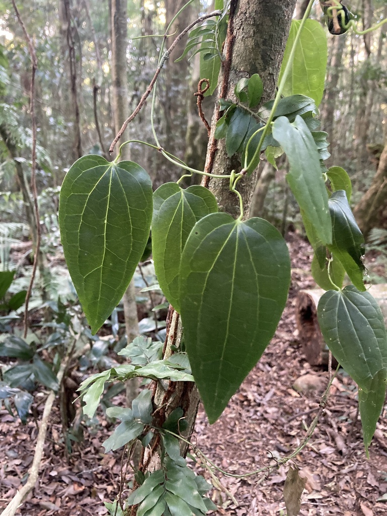 Headache Vine from Python Rock area, Lamington National Park ...
