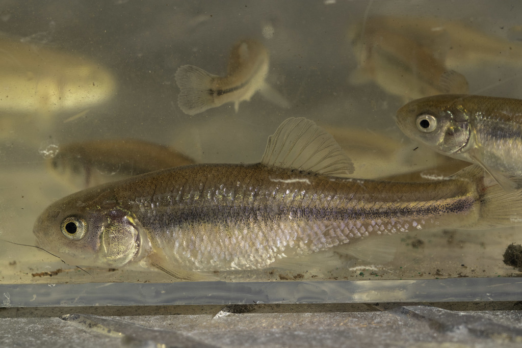 Fathead Minnow (SD Fish Passage Guide ) · iNaturalist