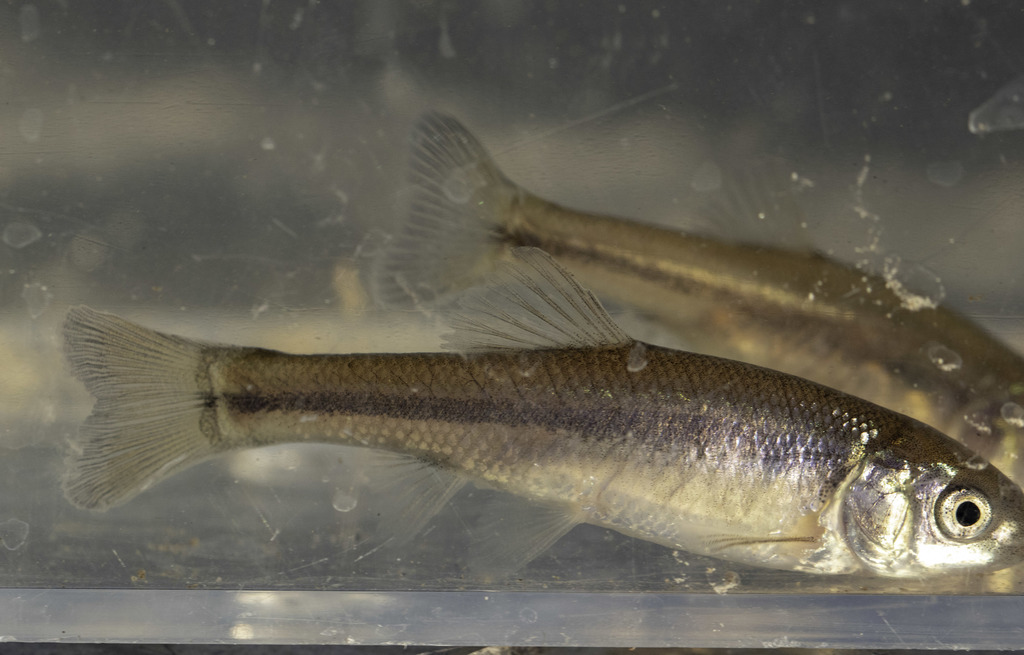 Fathead Minnow (SD Fish Passage Guide ) · iNaturalist
