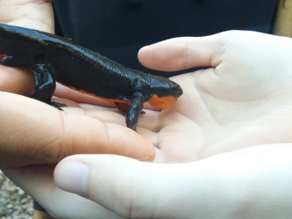 Rough-skinned Newt from Butte County, US-CA, US on January 24, 2019 at ...