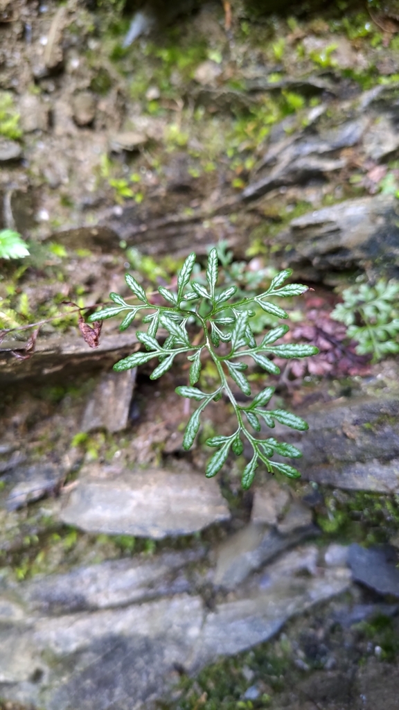 Cryptogramma brunoniana from 957台灣台東縣利稻村 on August 1, 2023 at 10:59 AM ...