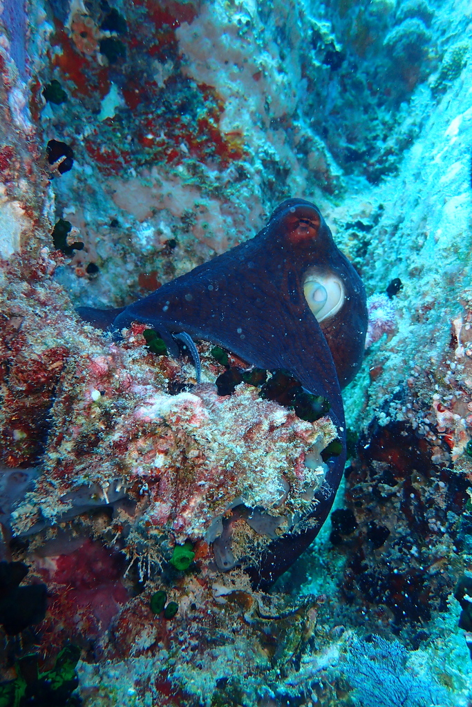 Octopuses and Vampire Squids from Lighthouse, seychelles on April 5 ...