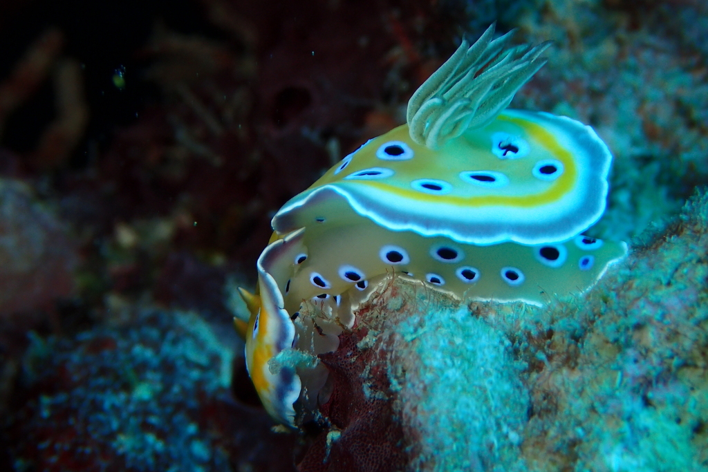 Gem Sea Slug from Aquarium, Seychelles on April 5, 2021 at 02:54 PM by ...