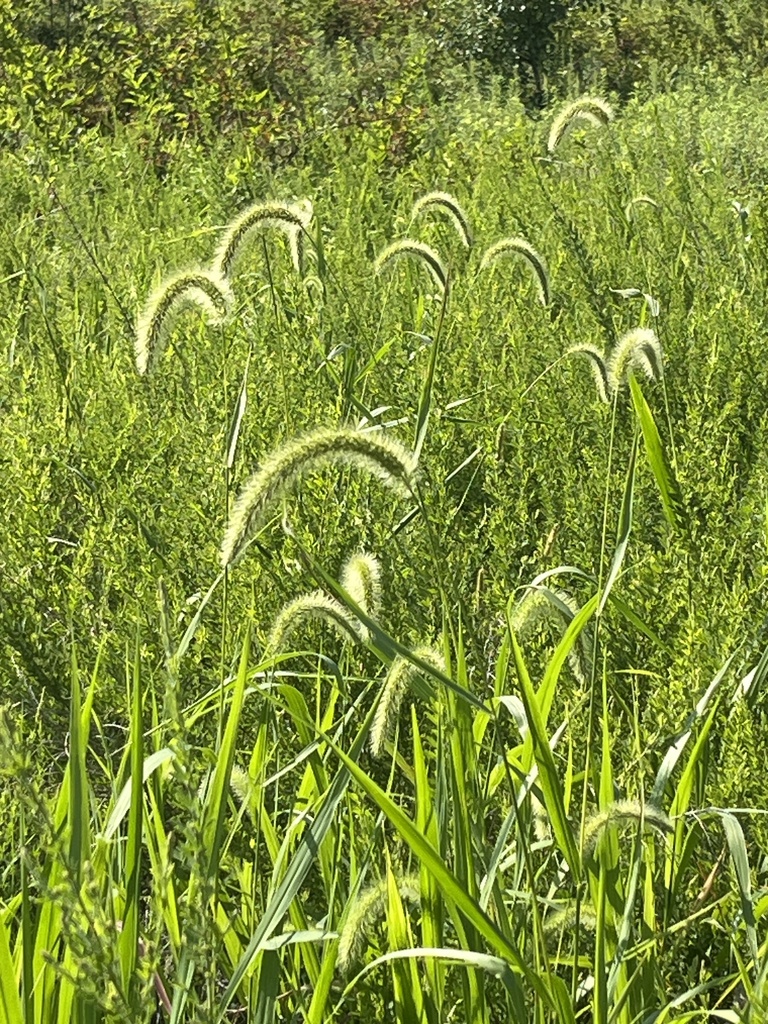 giant foxtail from Colora, MD, US on July 31, 2023 at 04:25 PM by ...