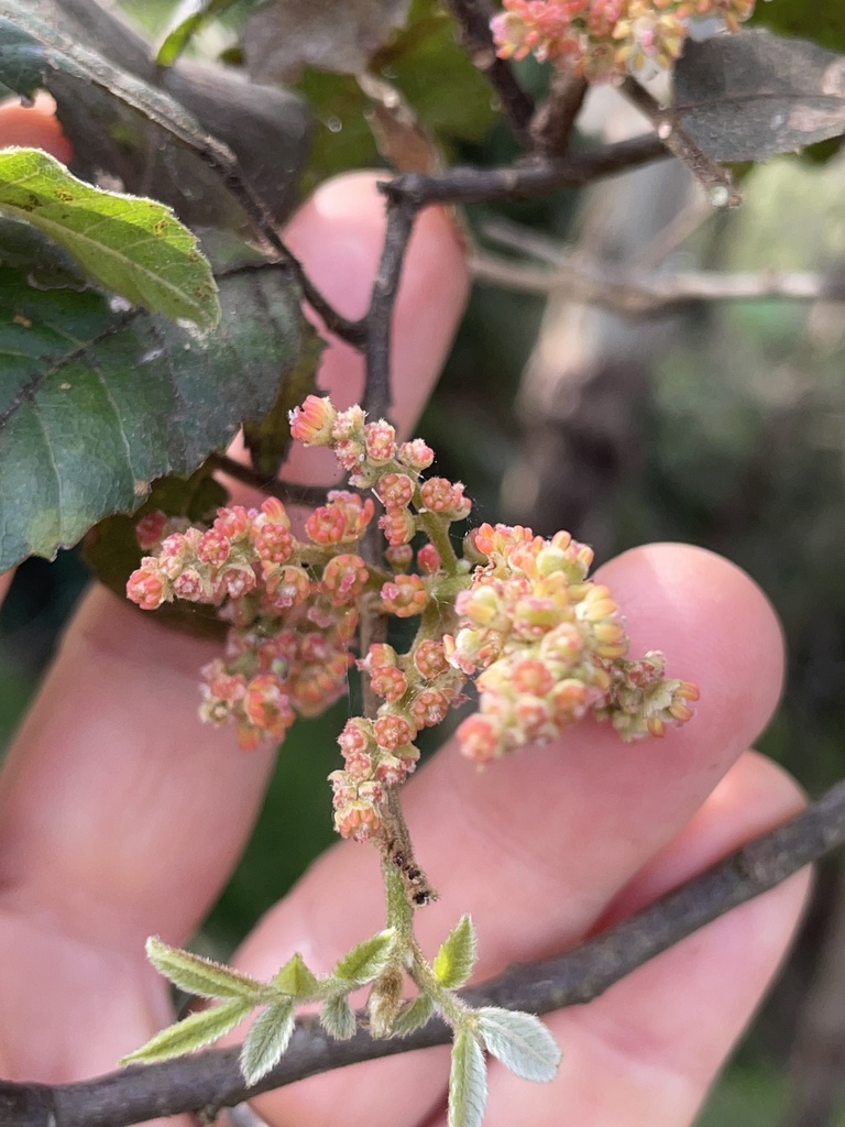 Hairy Alectryon (Alectryon tomentosus) - Botanical Realm
