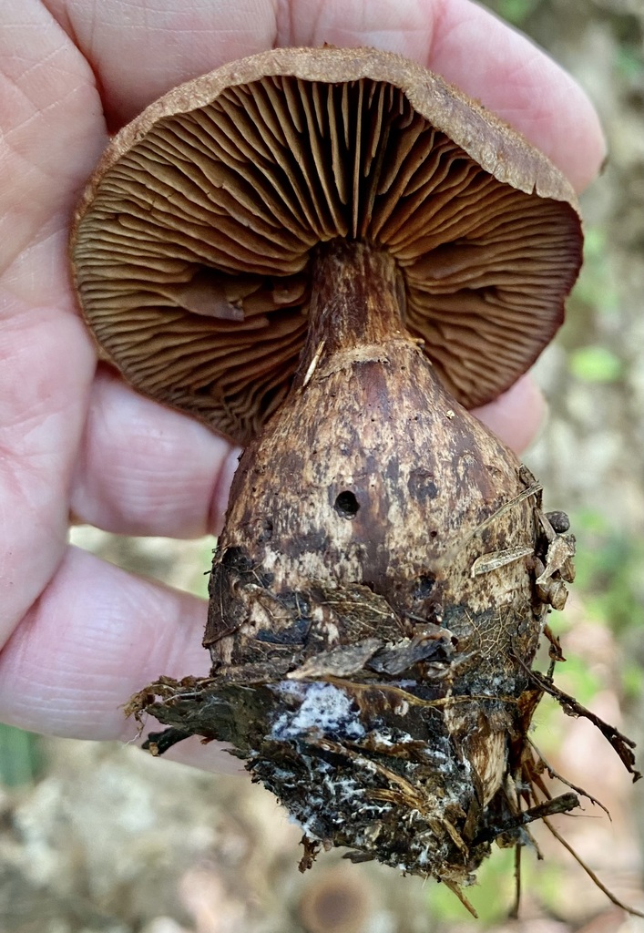 red-banded webcap from Bath, NH, USA on July 30, 2023 at 04:30 PM by ...