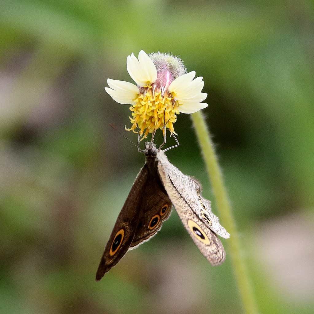 Ypthima aphnius from Poco Ndeki on January 23, 2019 at 02:48 PM by ...