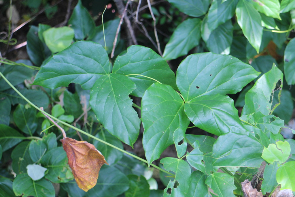 Burny Bean in July 2023 by 羅元甫 · iNaturalist