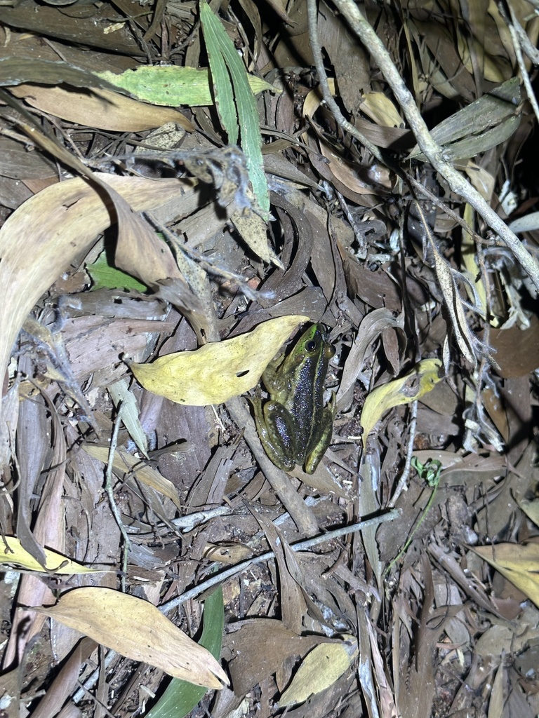 Dahl's Aquatic Frog from Fogg Dam Conservation Reserve, Middle Point ...