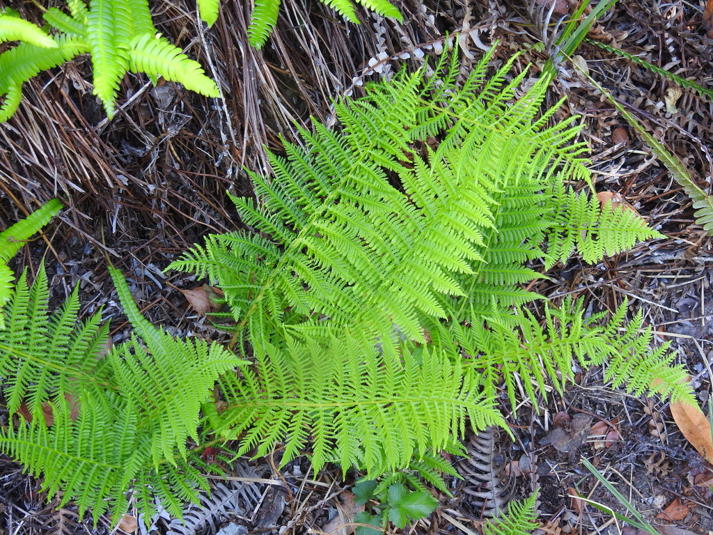lady fern from 1100 Pierce Point Rd, Inverness, CA 94937, USA on July ...