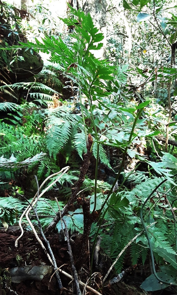 giant hare's foot fern from Nowra - Bomaderry NSW, Australia on July 25 ...