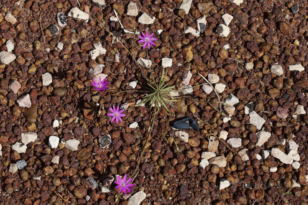 Calandrinia tepperiana from Mount Hardman WA 6765, Australia on May 20 ...