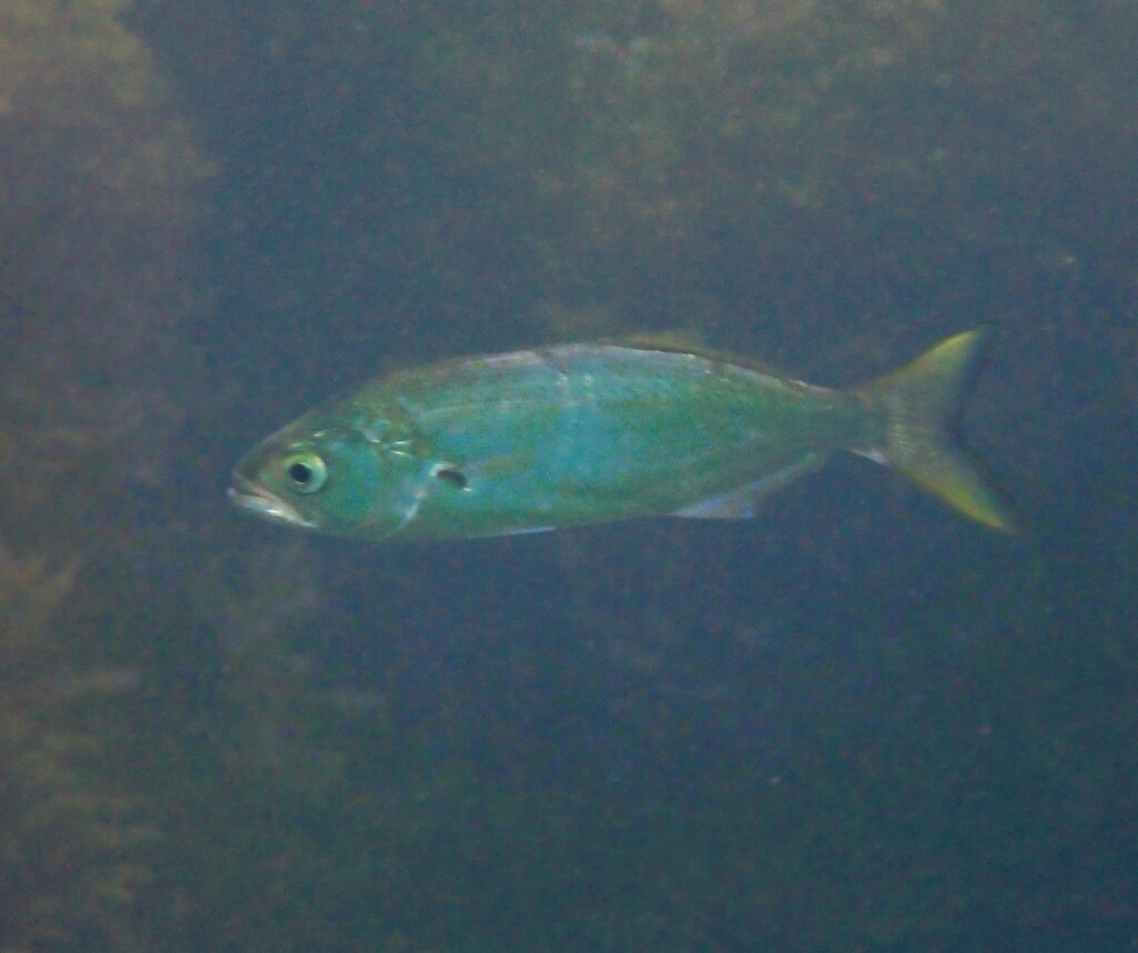 Bluefish from Sydney NSW, Australia on April 26, 2023 at 01:54 PM by ...