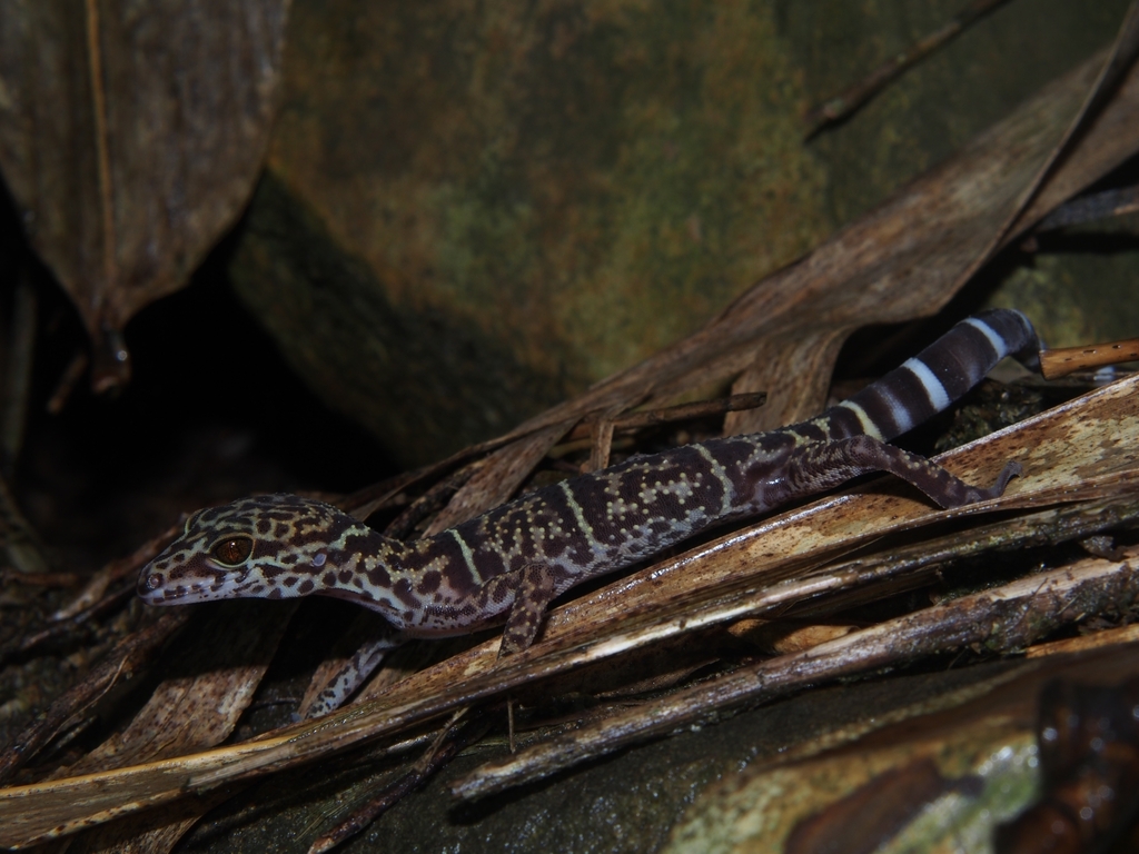 Yingde Leopard Gecko in June 2023 by wchen-sy · iNaturalist
