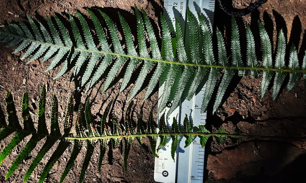 Prickly Rasp fern from Nowra - Bomaderry NSW, Australia on July 25 ...