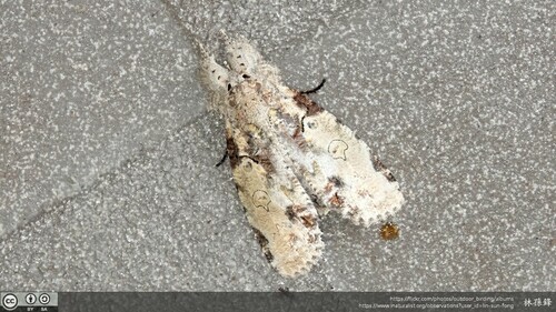 Gadirtha fusca · iNaturalist Mexico