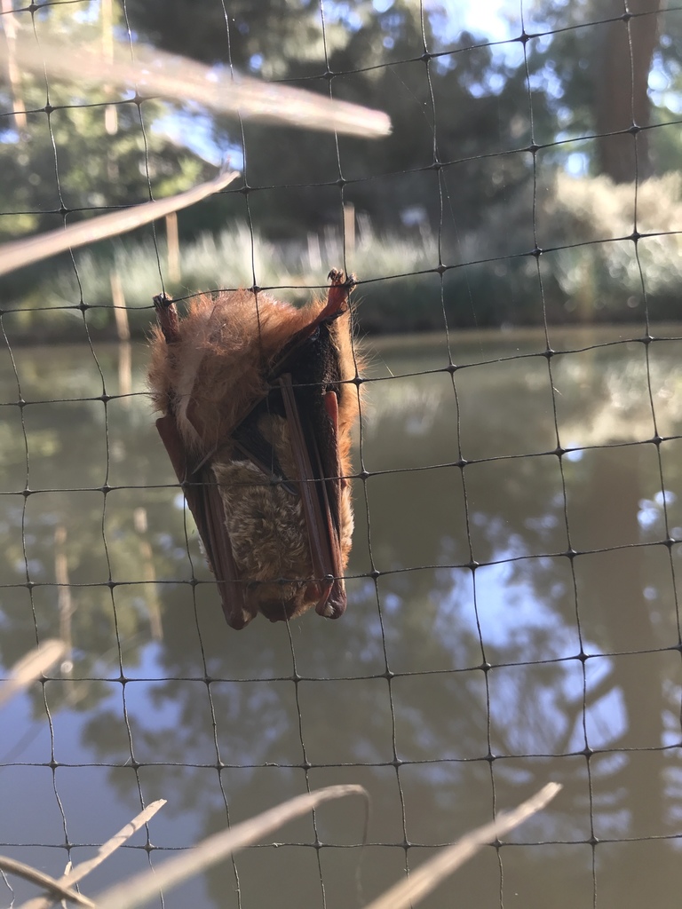 Western red bat from Davis Arboretum, Davis, CA, US on January 24, 2019 ...